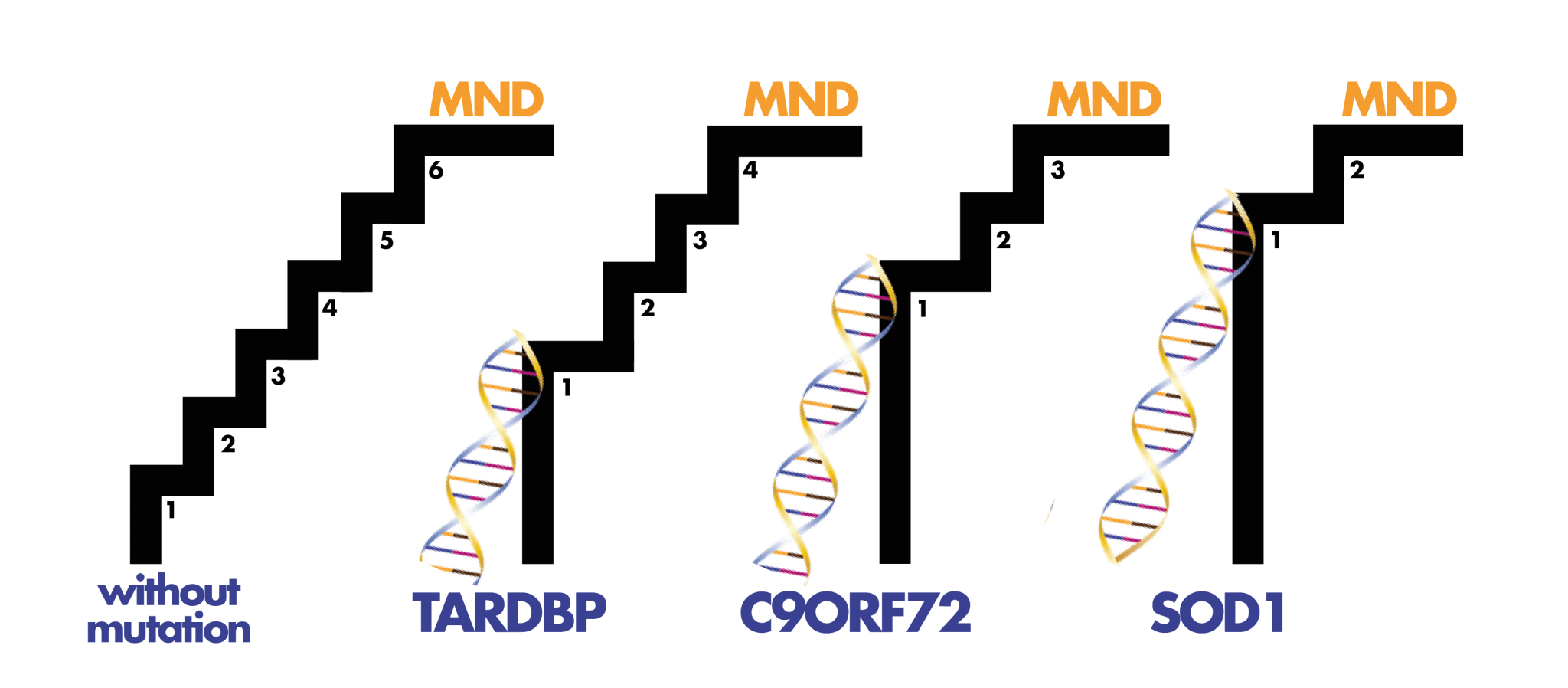 Steps to understanding MND - MND Research Blog