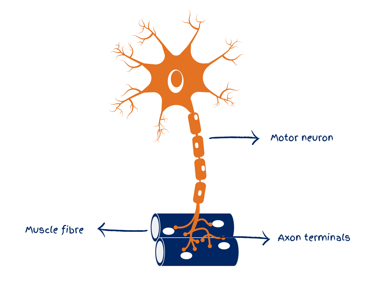 Axon Of Motor Nerve